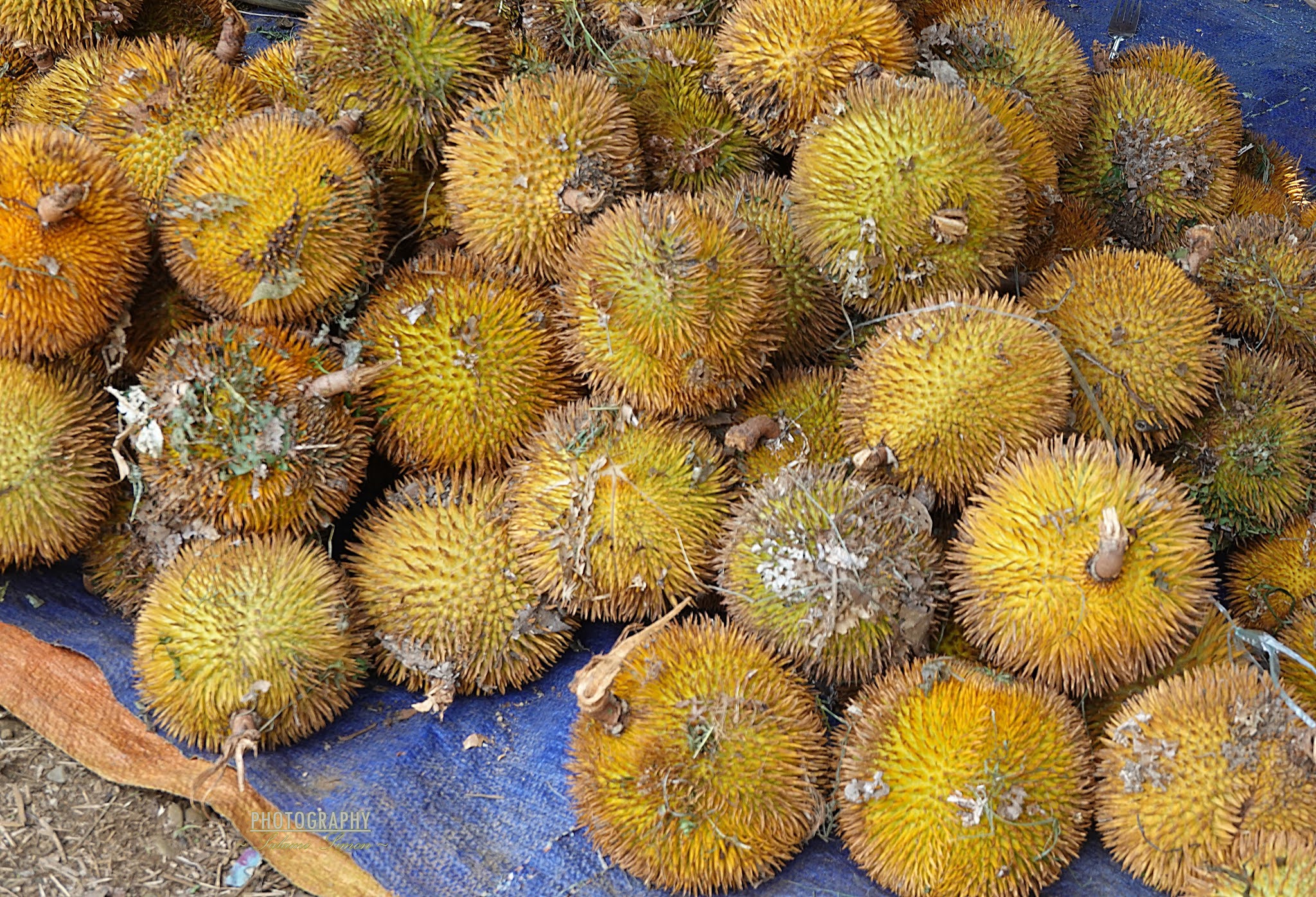 Buah Bundu @ Belunu @ Binjai, Bambangan & Durian Merah - Amie's Little ...
