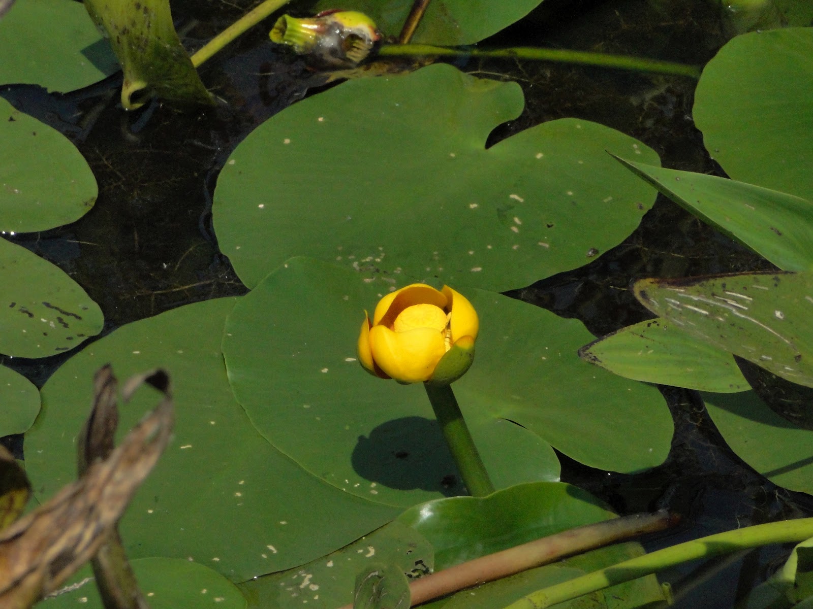 Rach's Wildflower Images: Spadderdock, Yellow Pond Lily, Yellow Cow ...