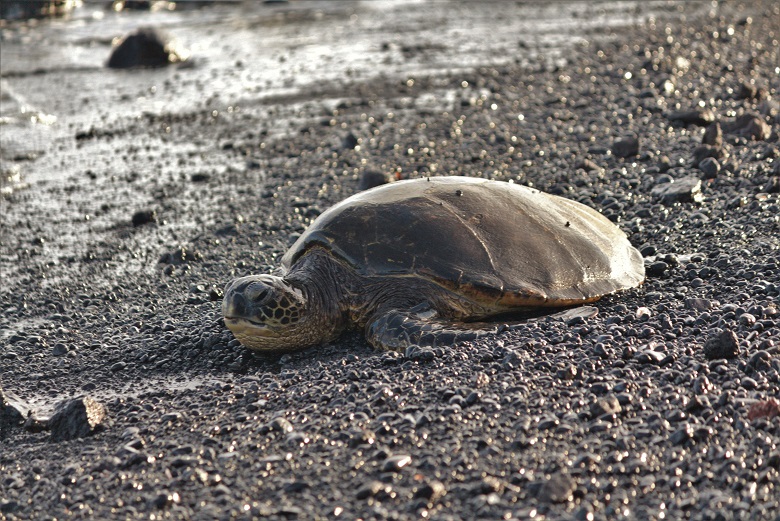 Tamarack Shack: Black Sand, Sea Turtles and Manta Rays