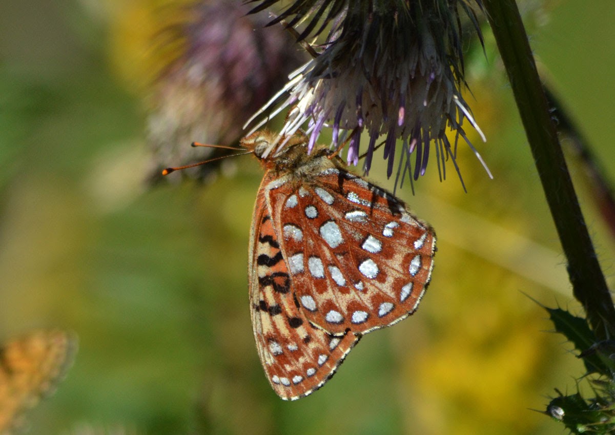 Silverspot butterflies need your love