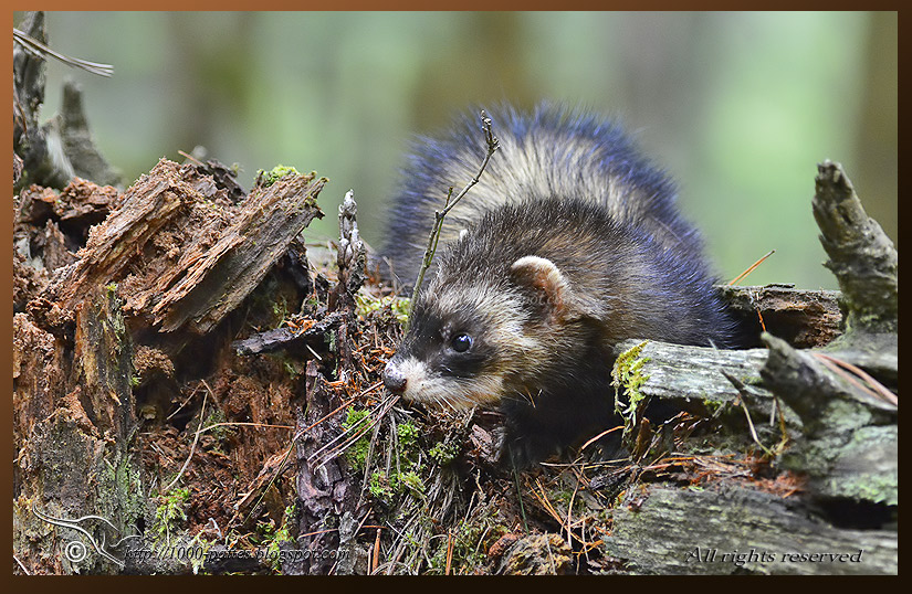 WILDLIFE GATEWAY: Le Putois d'Europe