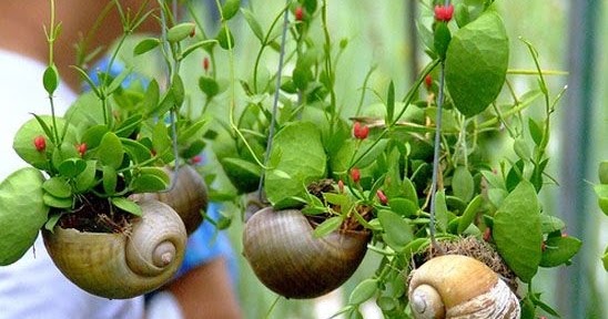 How to DIY Adorable Snail Shell Miniature Gardens - My fav things in ...