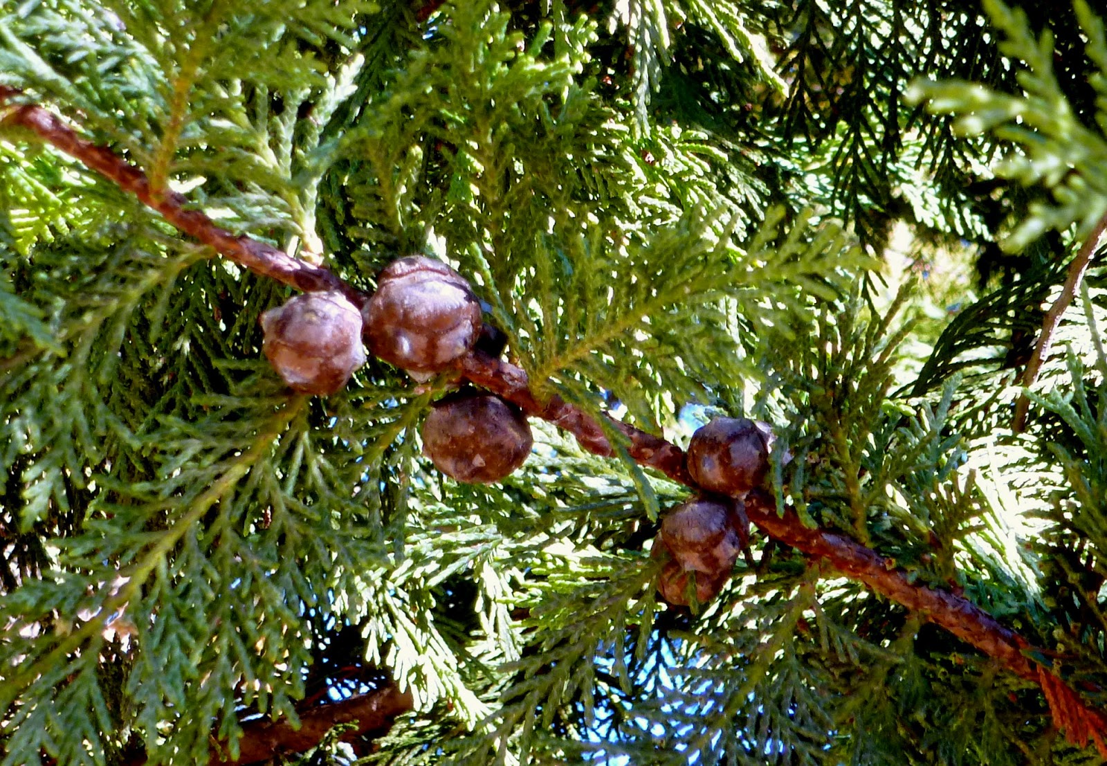 Árboles con alma: Ciprés de Leyland. (x Cupressocyparis leylandii)