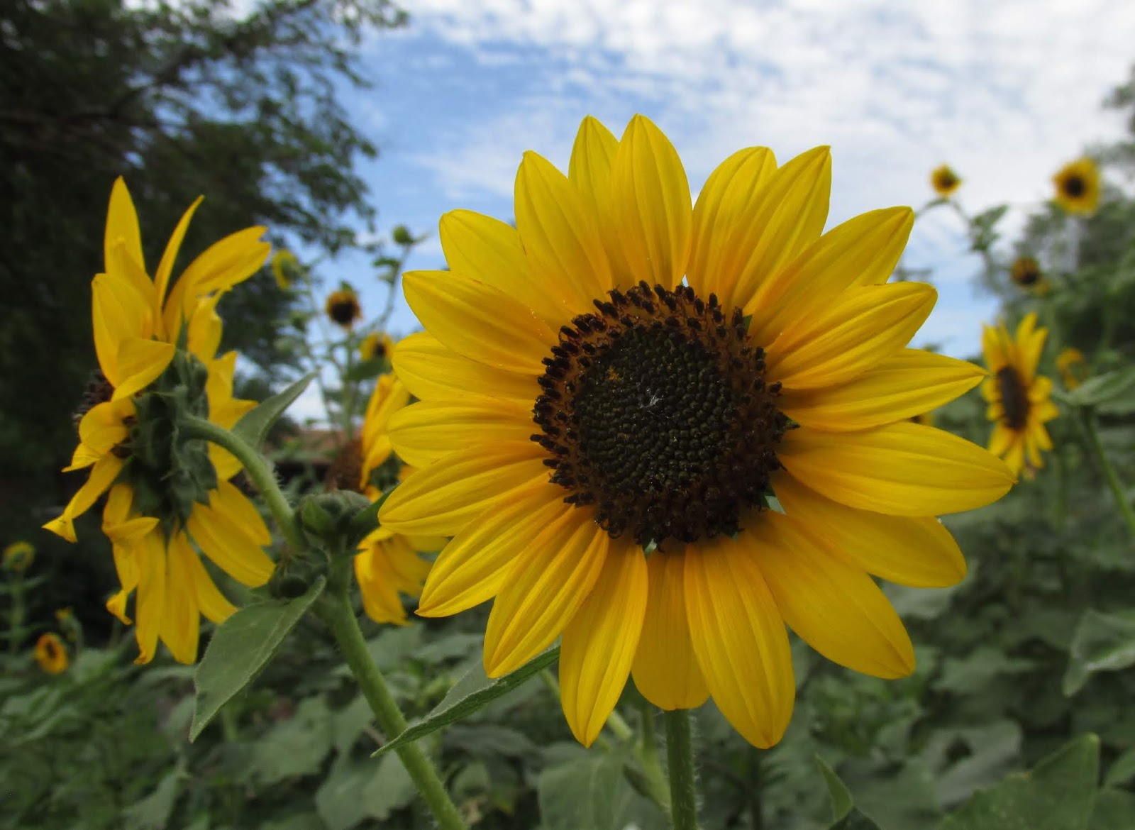 See the Beauty in the Ordinary: End-of-June Flower Garden