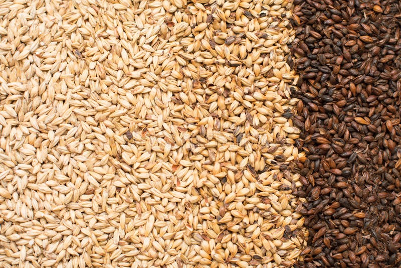 Proceso productivo de la cerveza: Proceso de Malteado