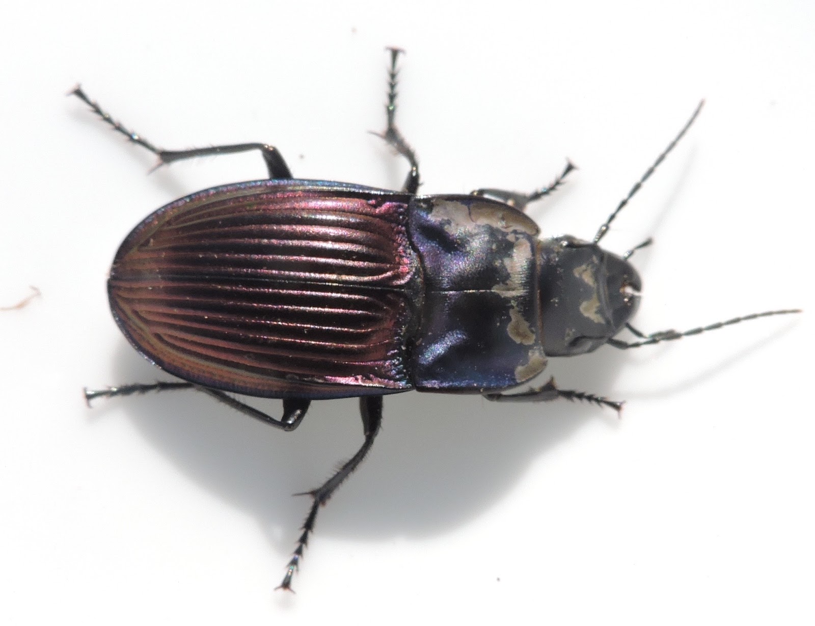 Purple Beetle Insect