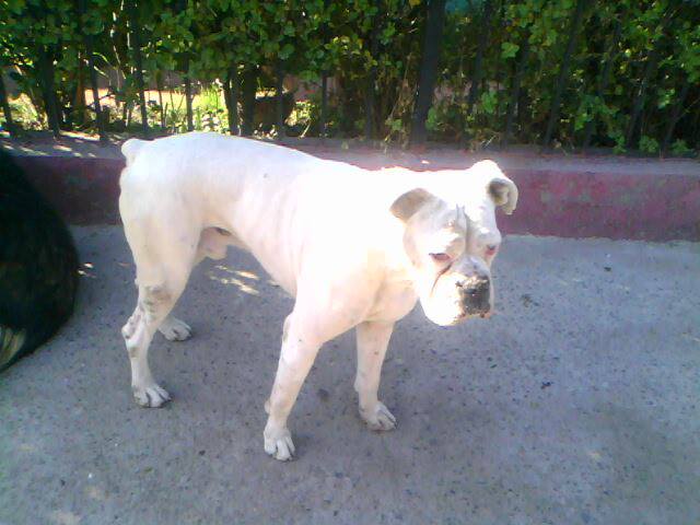 Boxer en blanco - Imagui