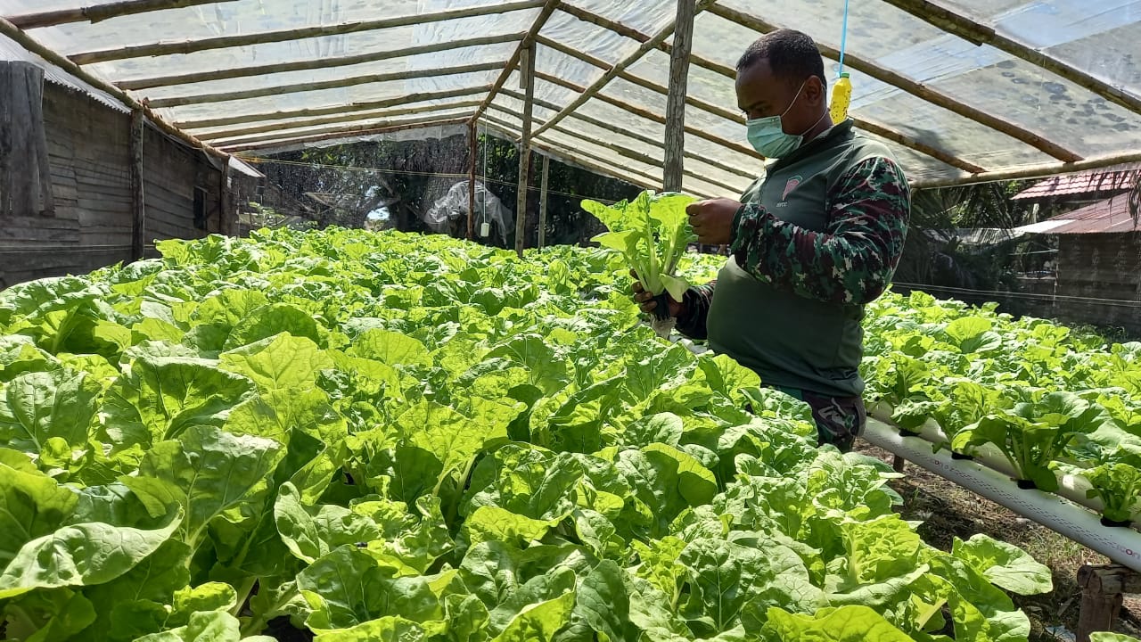 Prajurit Brigif 19/Kh mendukung ketahanan pangan melalui Hidroponik ...