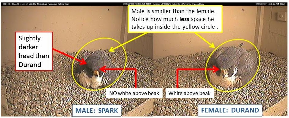 Columbus Peregrine Falcon Update: Birds Eye View