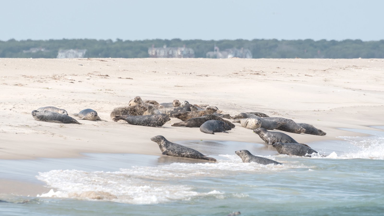 Cape Cod: Duck, Osprey, Seal