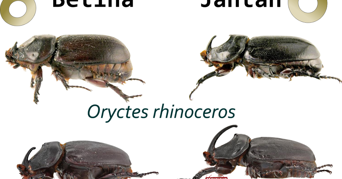 HAMA KUMBANG TANDUK DAN CARA PENGENDALIANNYA