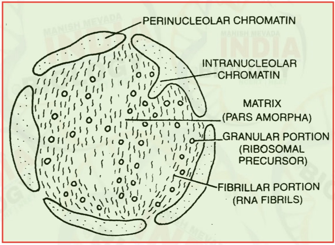 Nucleus Structure and Function | NEET BIOLOGY MATERIAL