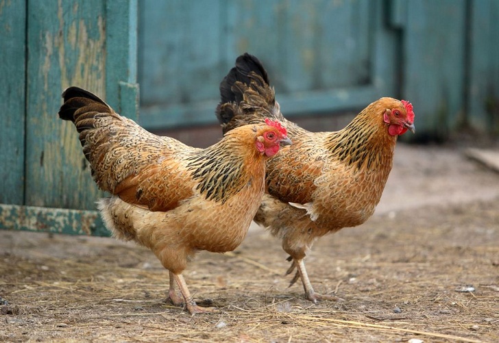 Apa yang akan Terjadi jika Ayam Tak Punya Bulu? | Belajar Sampai Mati Apa yang akan Terjadi jika Ayam Tak Punya Bulu? | Belajar Sampai Mati
