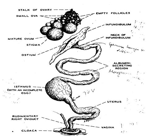 Organ Reproduksi Ayam Betina | Info Terkini