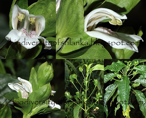 Biodiversity of Sri Lanka: ආඩතෝඩ/අගල් ආධාර/පාවට්ටා/වන ඇපල[Adathoda/Agal ...