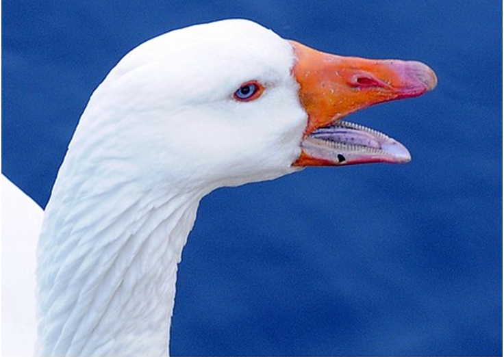 Incredible Indian Wildlife: Amazing birds with teeth....-a tour!!!