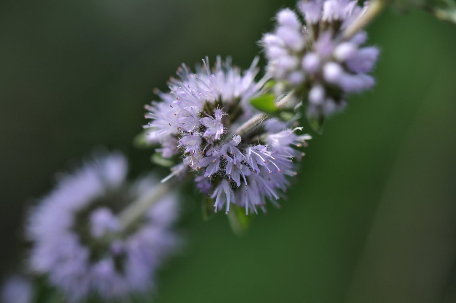 Desde Alájar: Poleo