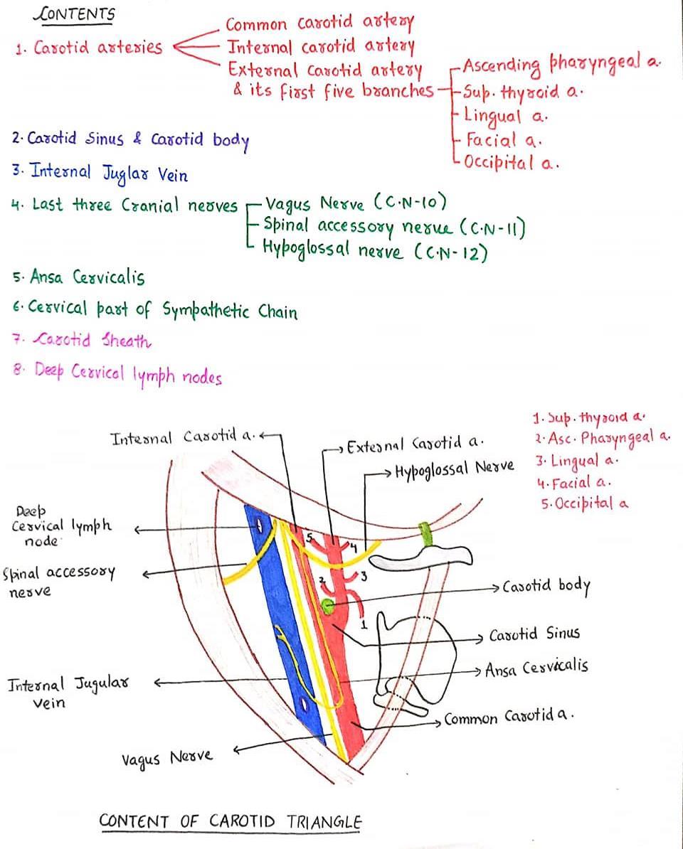Contents of Carotid Triangle.