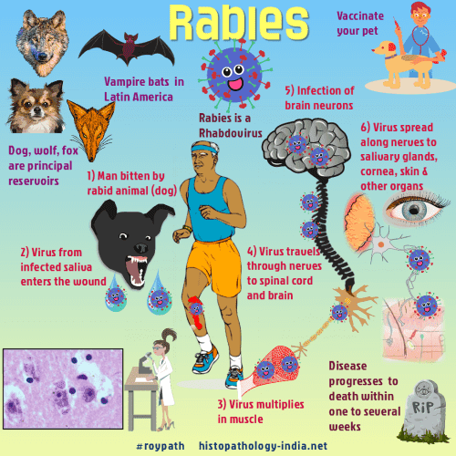 Description of Rabies and its Spread, Clinical finding, Prevention and ...