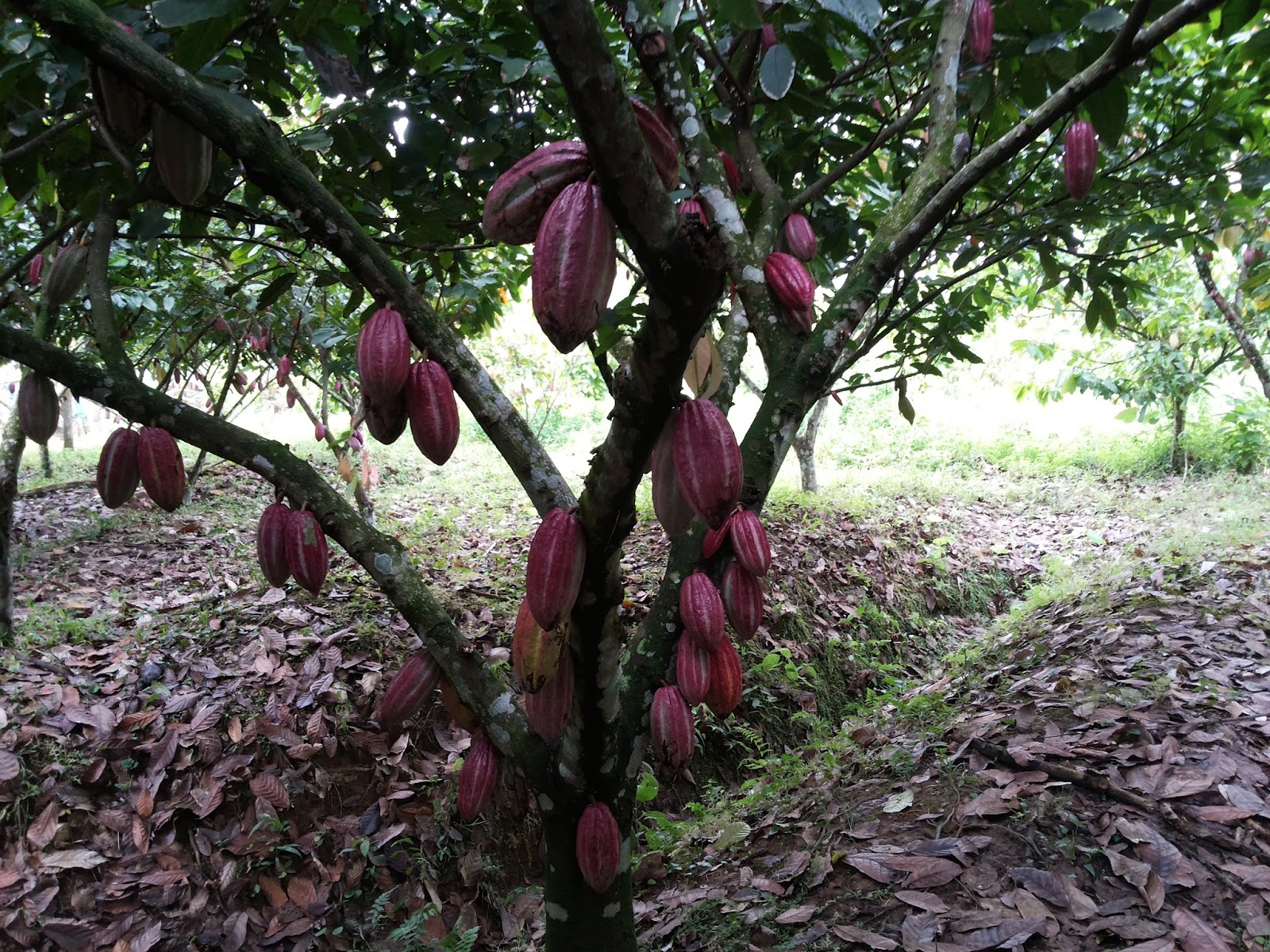 Servicios Integrales del Agro.: Mazorcas de clones de cacao productivos.