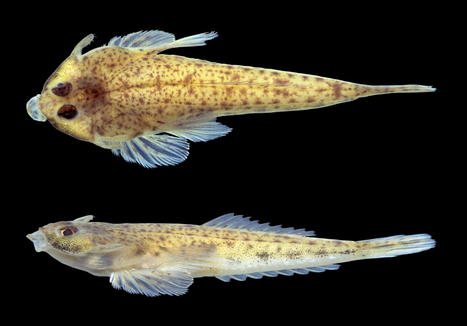 Species New to Science: [Ichthyology • 2011] Tonlesapia amnica | Mekong ...