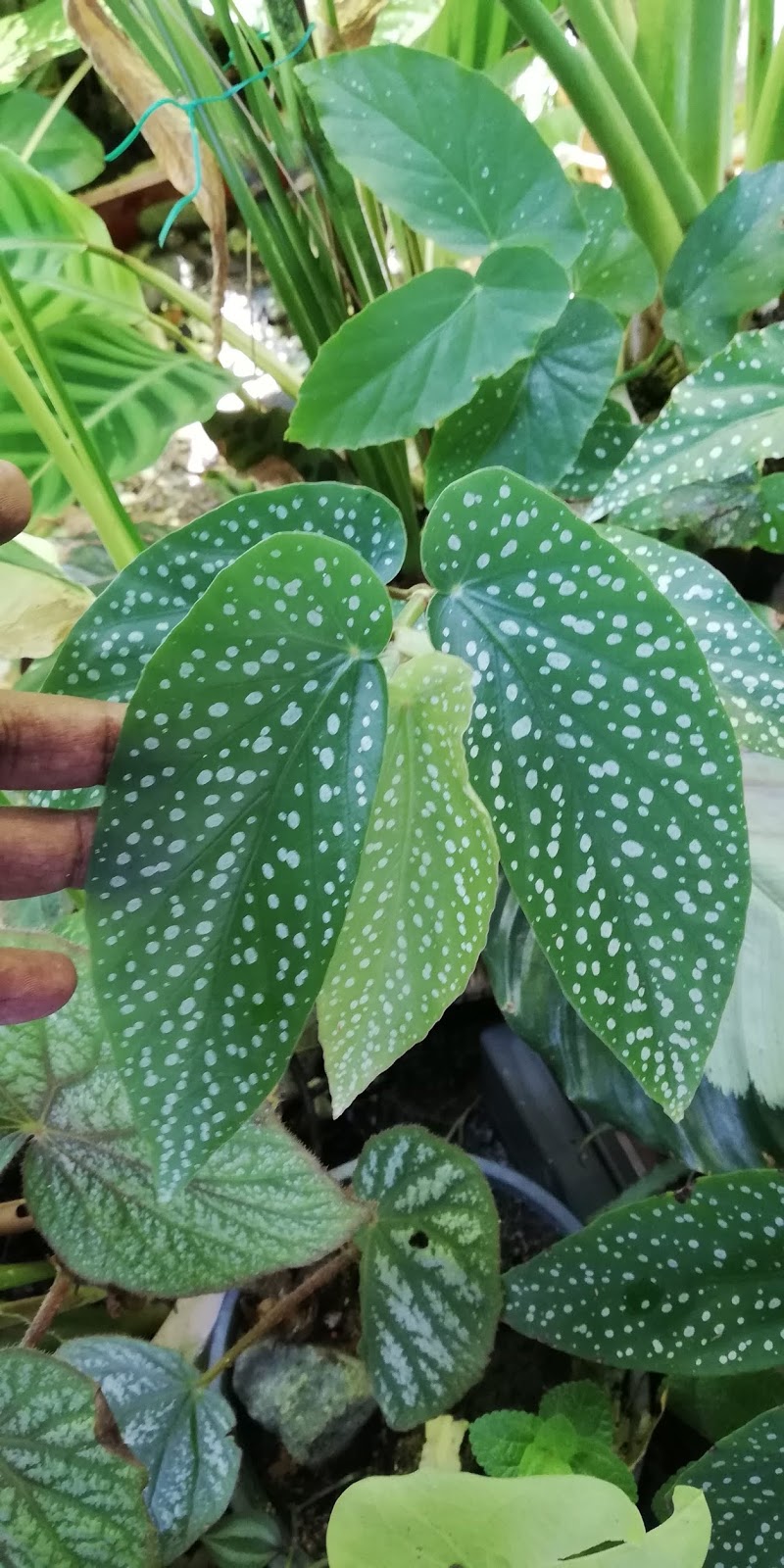 Garden Chronicles of James David: Cane Begonia 'Albo-picta' (Updated ...