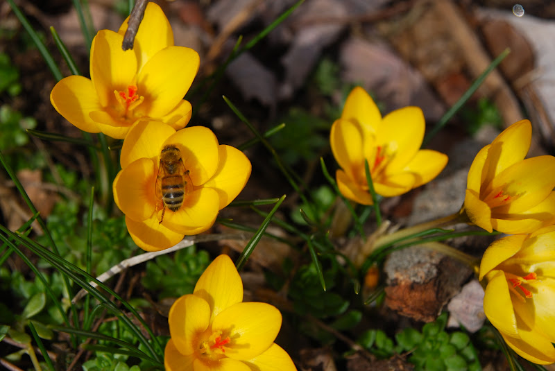 Wife, Mother, Gardener: Crocus chrysanthus 'Goldilocks'