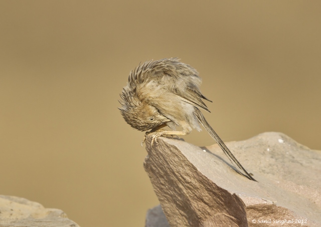 Common Babbler -- Passerine - ARUNACHALA BIRDS