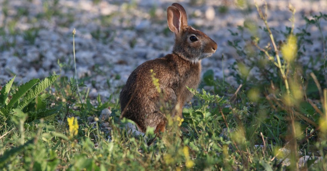 Michigan Exposures: No No, It Is the Rabbit