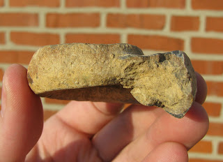 Views of the Mahantango: Giant Straparollus