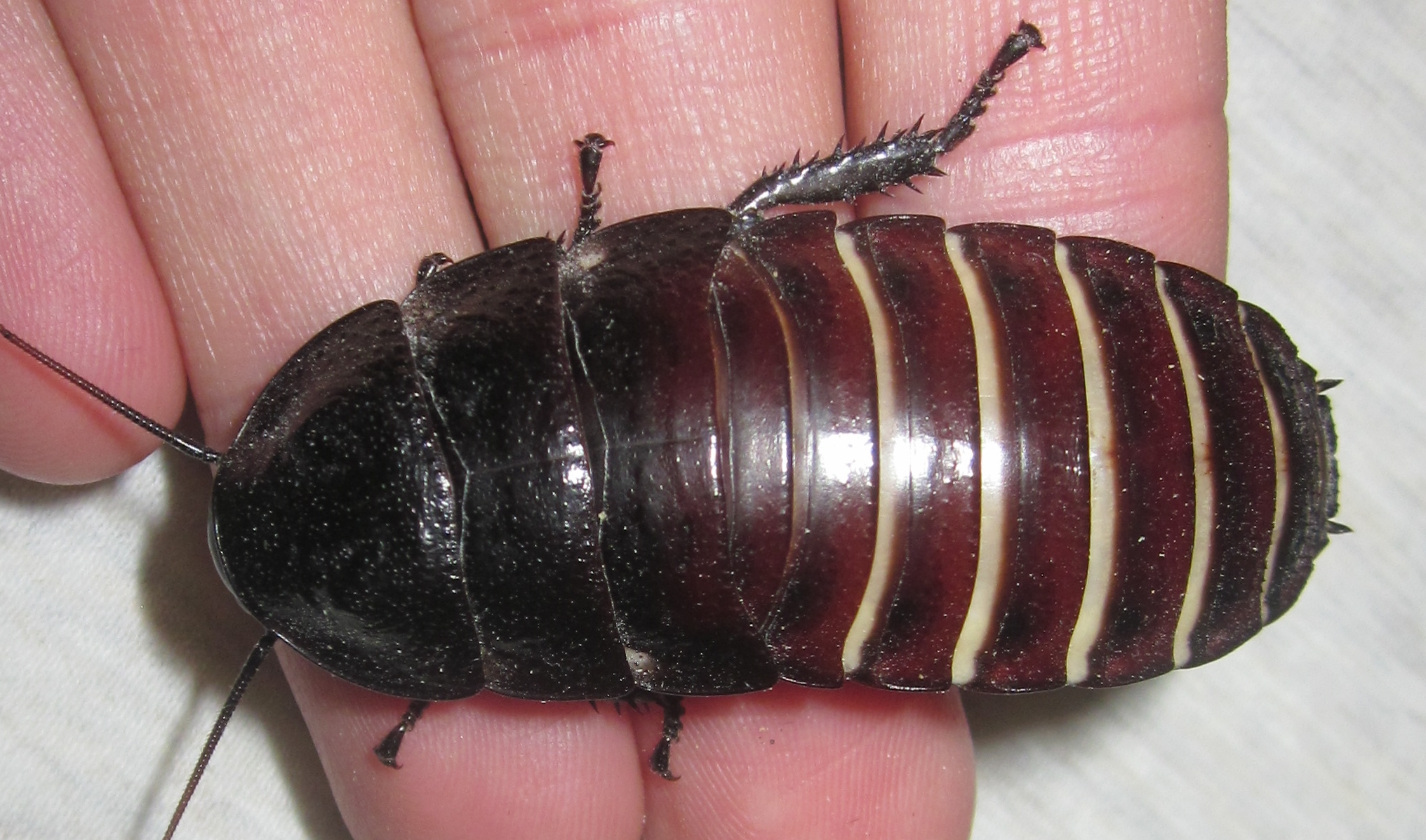 Invertebrate Dude: New Hissers in the US Hobby?!?