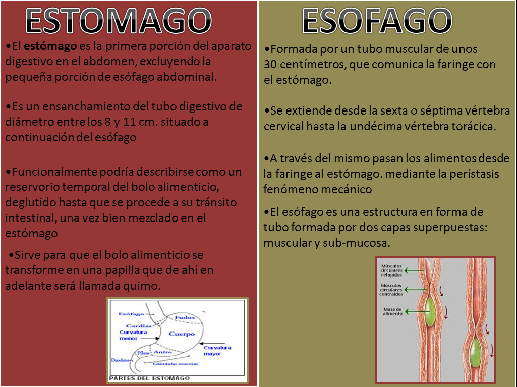 blog de fisiologia, UAS,de Jose Alberto Cuevas Bastidas: ESOFAGO Y ESTOMAGO