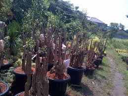 Tanaman Pohon Bonsai Bunga Melati Jasmine - Pusat Tanaman Hias