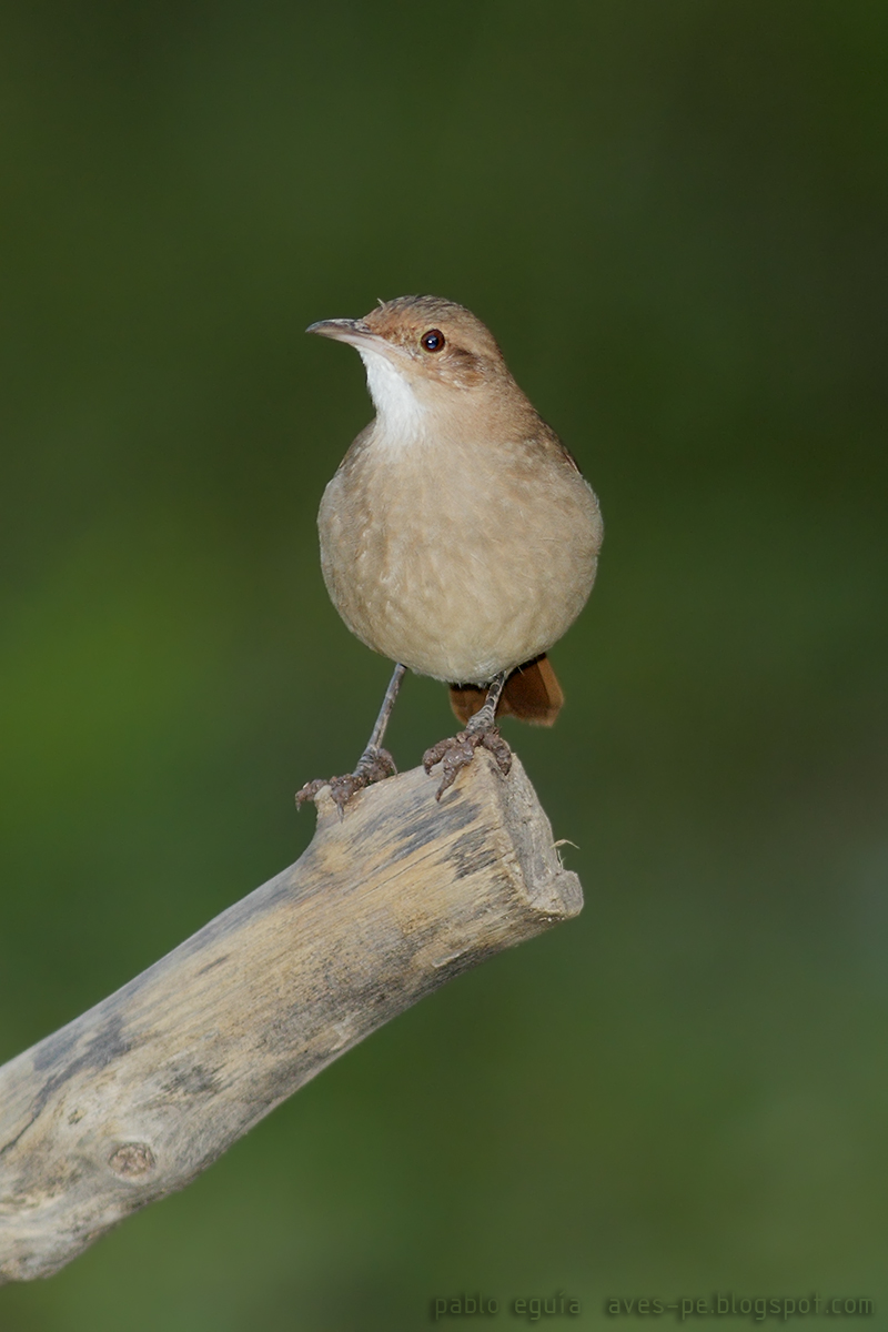 mis fotos de aves: Furnarius rufus Hornero Rufous Hornero
