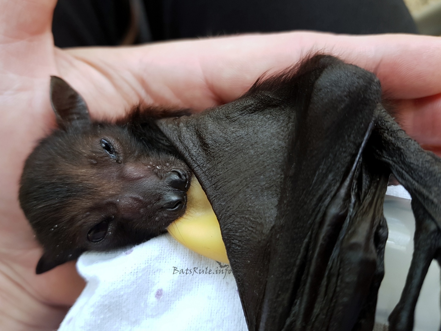 Rescue | Megabat black baby male Flying-fox Fruit bat