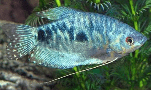 Ikan Sepat - 5 Jenis Ikan Sepat Hias Beserta Harga dan Cara Merawat ...