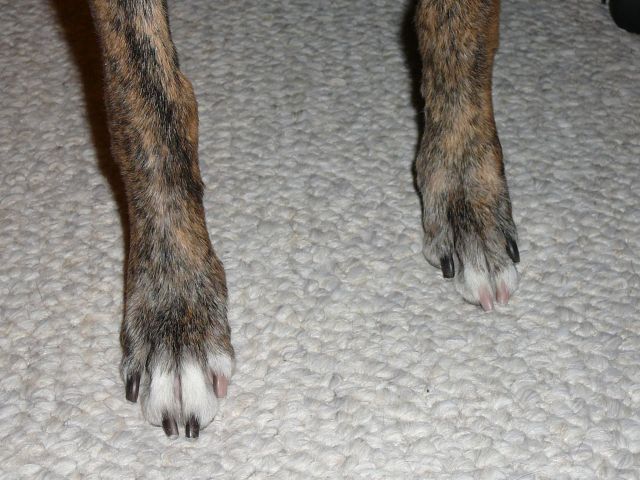 NEVER SAY NEVER GREYHOUNDS: Pain in the...