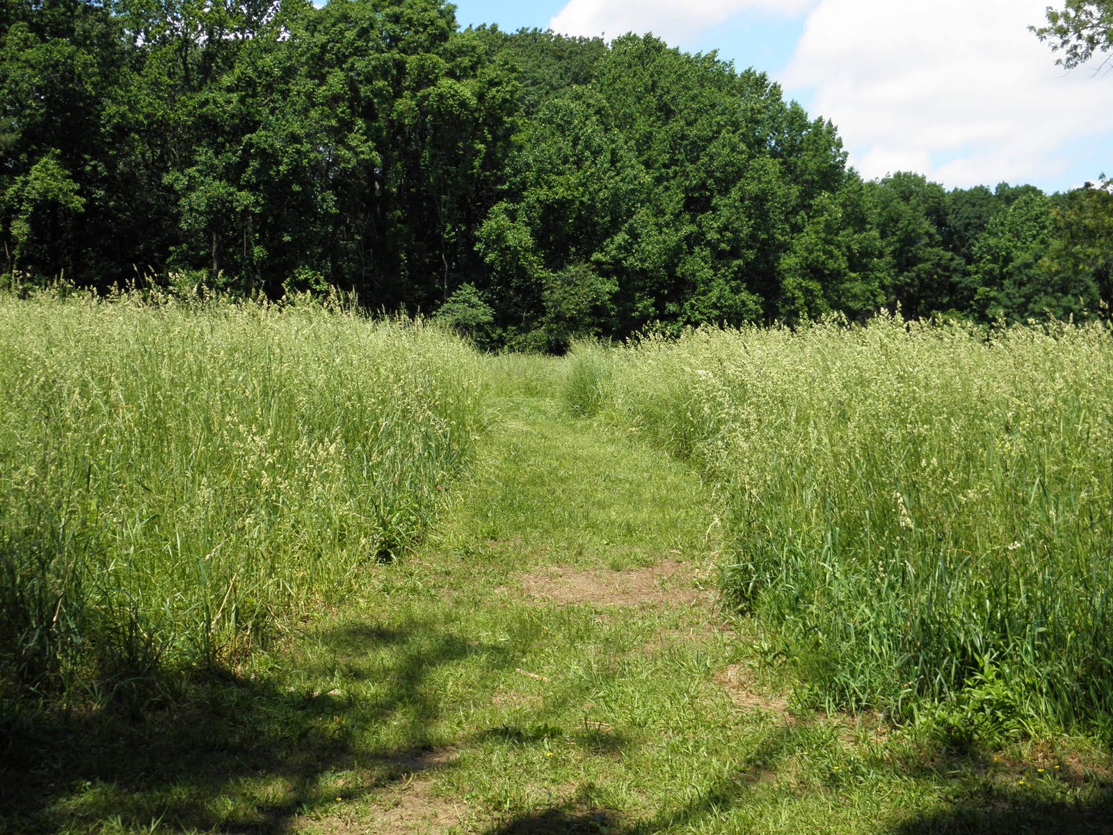A Pennsylvania Meadow
