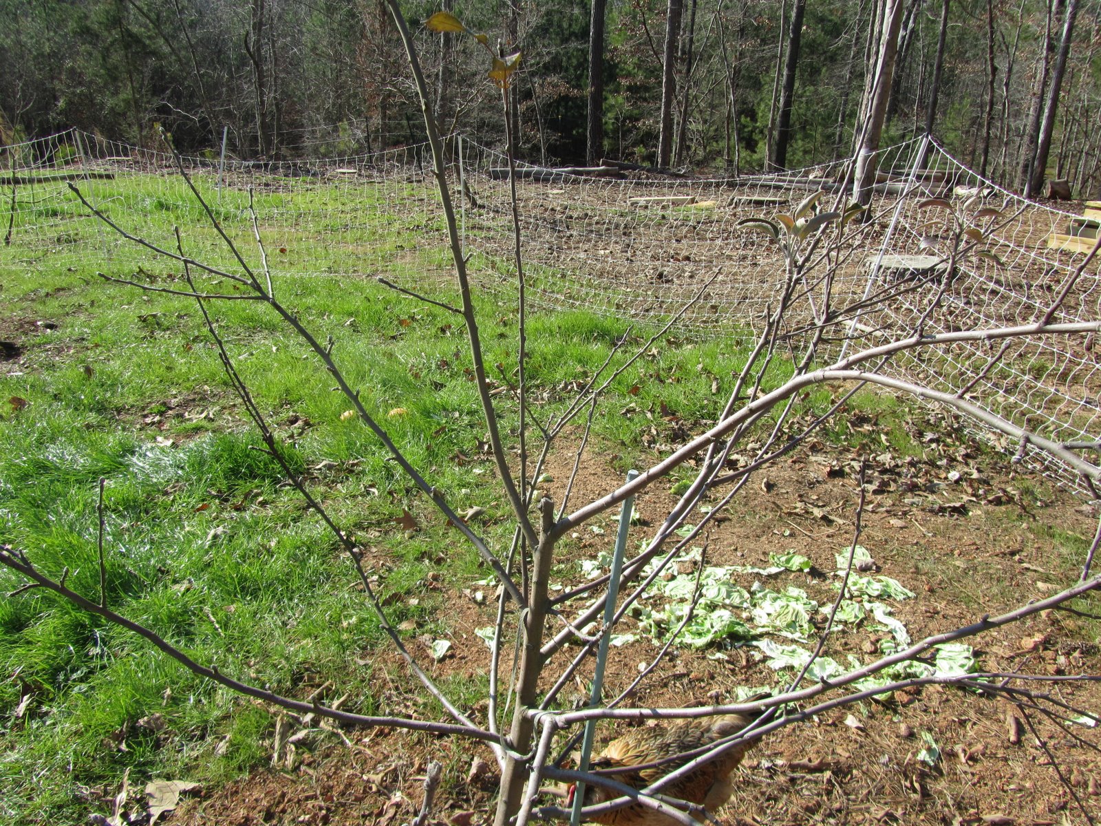 Mary Ann's Country Garden: It's Time to Prune Fruit Trees