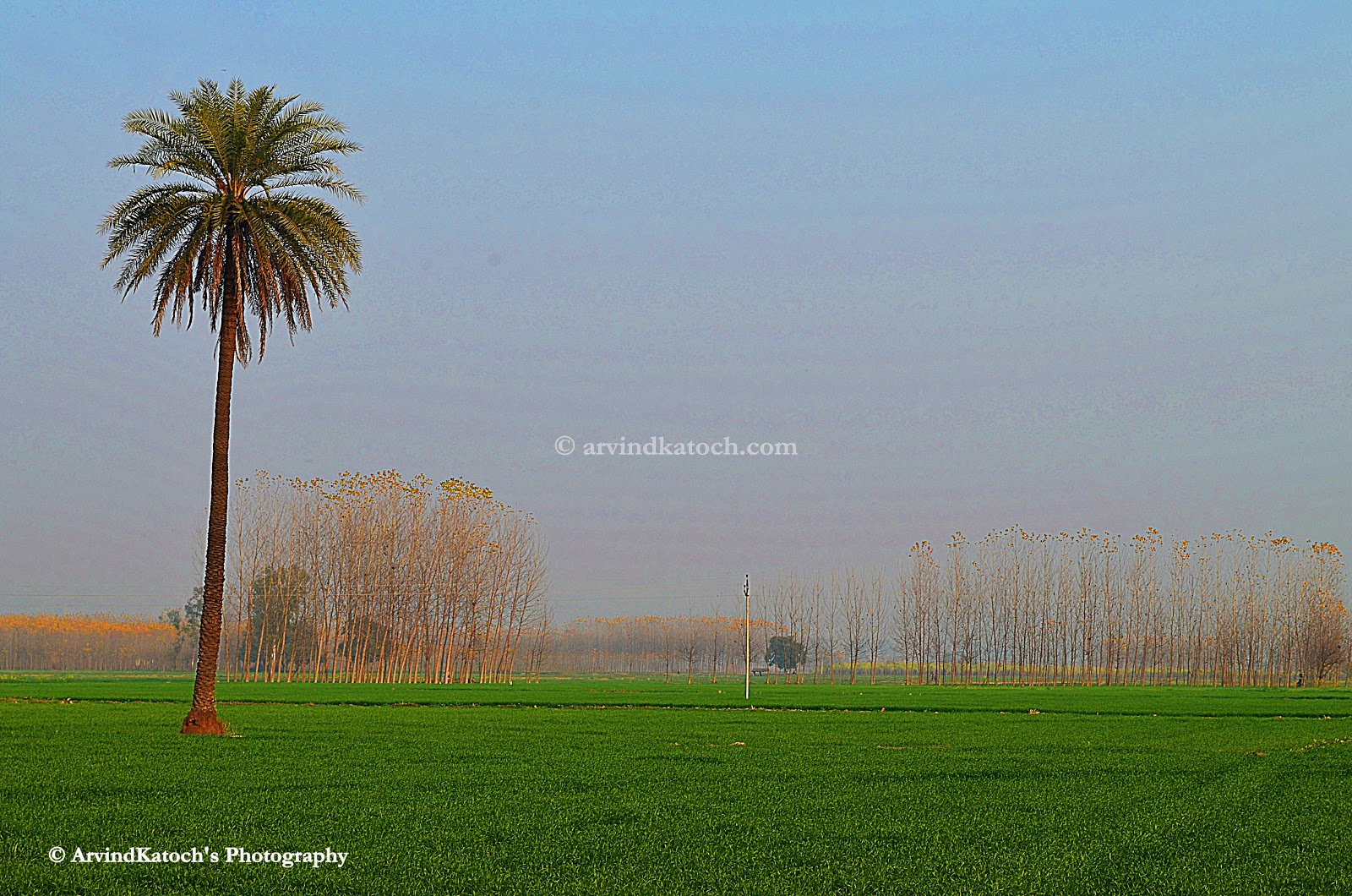 HD Picture of Alone Tree in Green Fields Near Ropar (Punjab) Beauty of ...