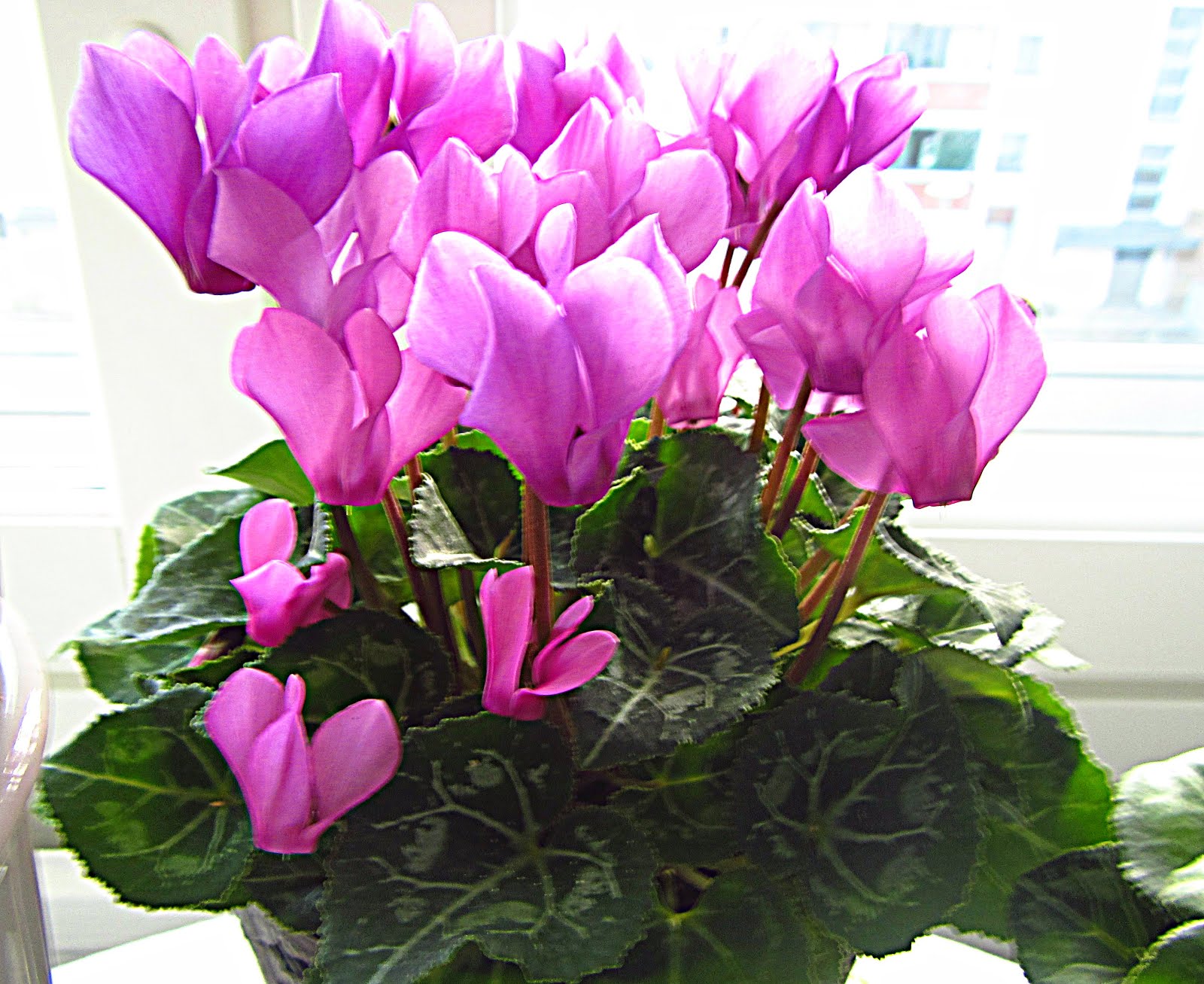 Hoyaa, Hoya!: Vedessä juurrutus.