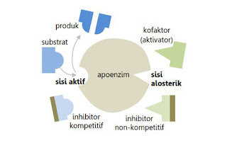 Materi Metabolisme dan Enzim | Sharing Everything Amazing