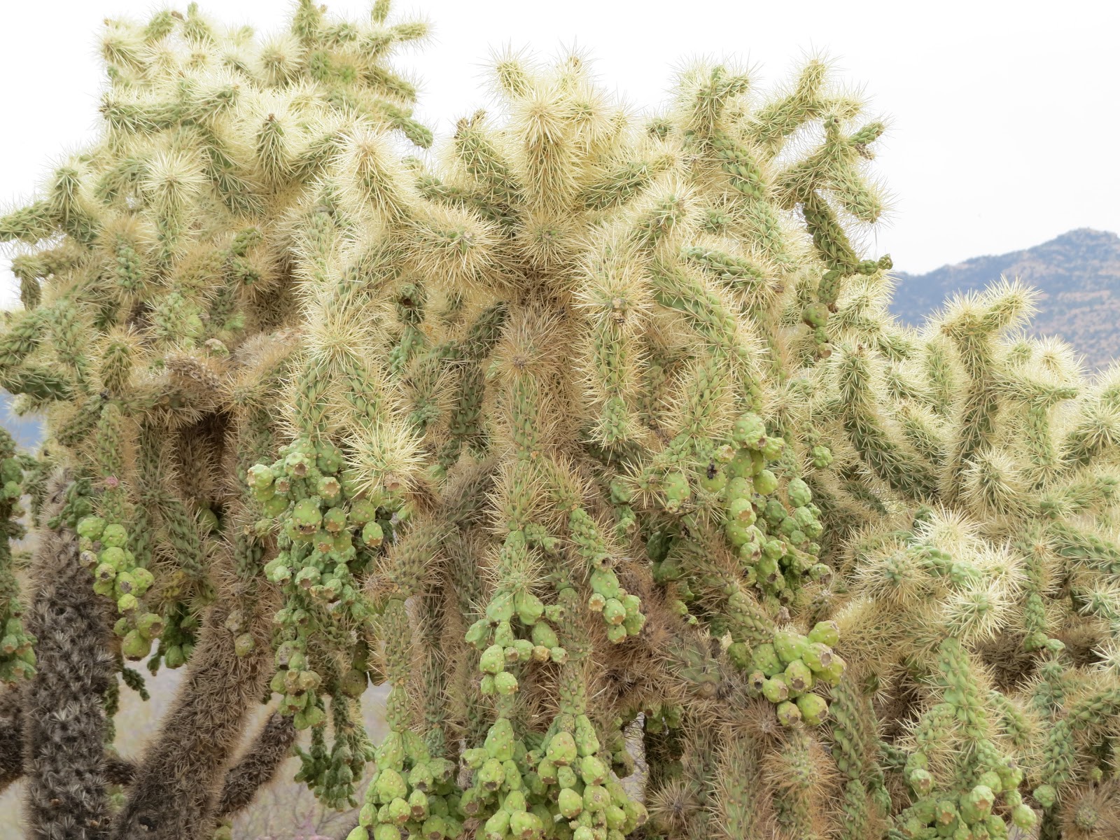 Have Book, Will Travel: Sahuaro National Park--East