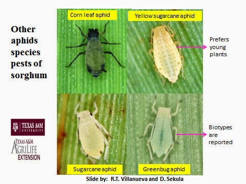 Grain Crops Update: New Aphid Pest on Grain Sorghum – Sugarcane Aphid