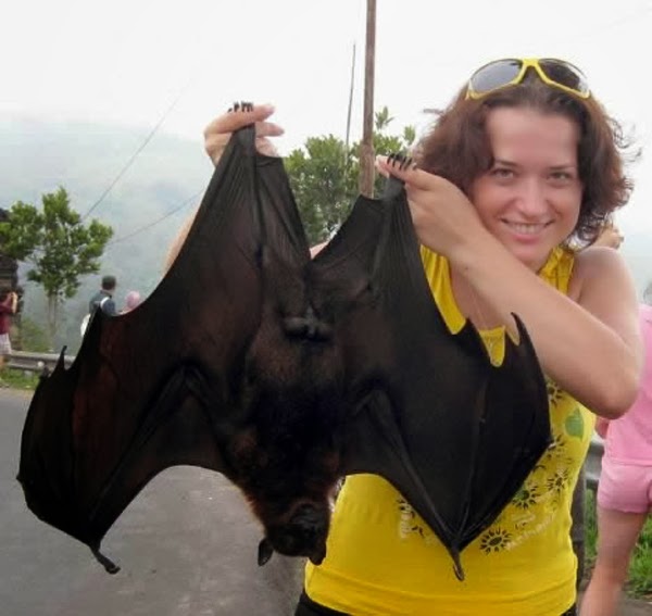 Cute Funny Animalz: Funny Bat 2014 Images