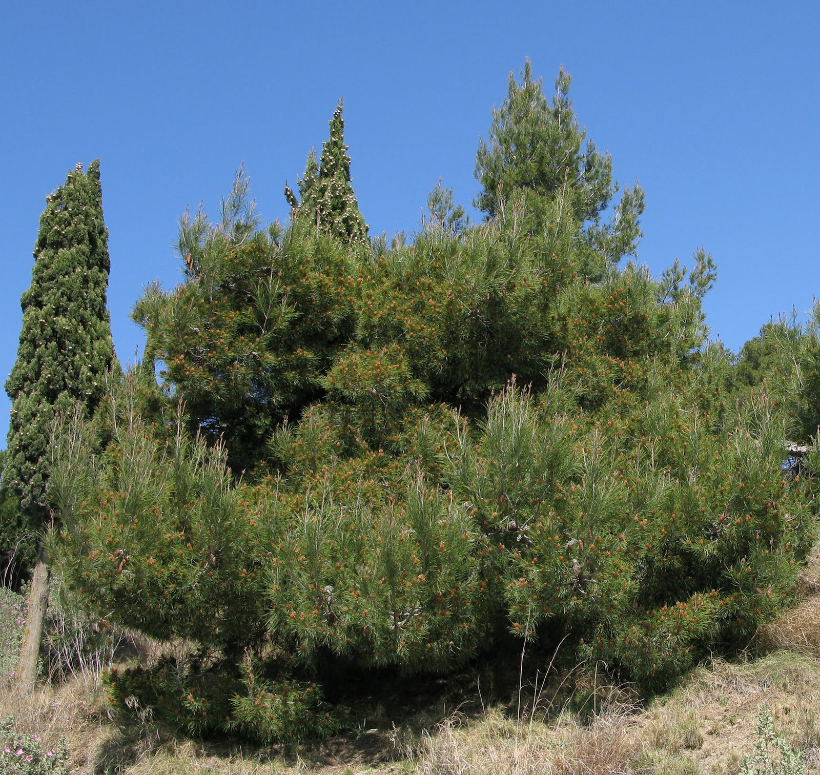 Flores y Palabras: Flores de pino