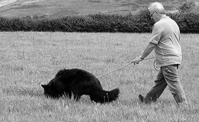 Cornwall, Devon and Dorset Police Dog Section: Police pup Boris says a ...