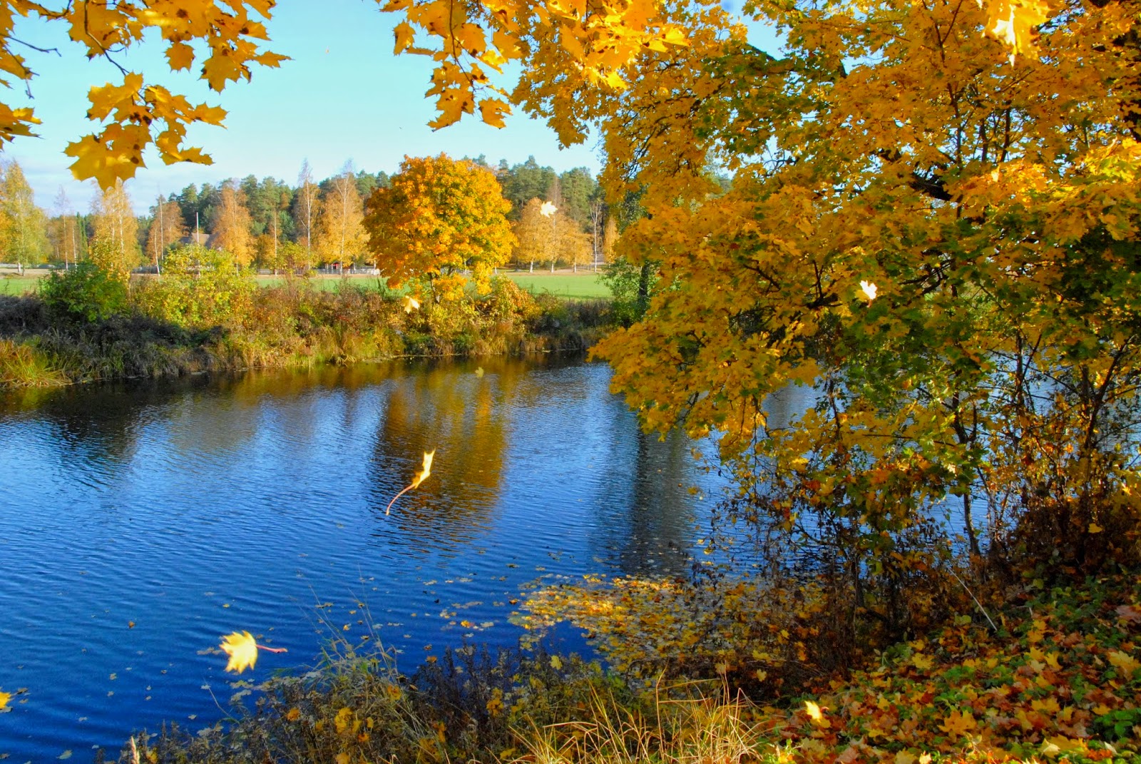 Teuvon kuvat -Teuvo images: Ruska putoaa Satakunassa ....Fall color ...