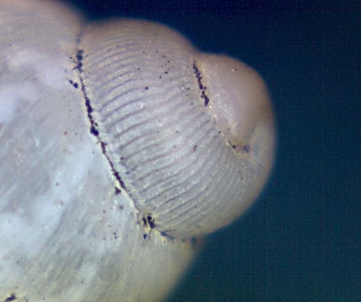 Moluscos terrestres de Argentina: Naesiotus oxylabris (Doering, 1879)