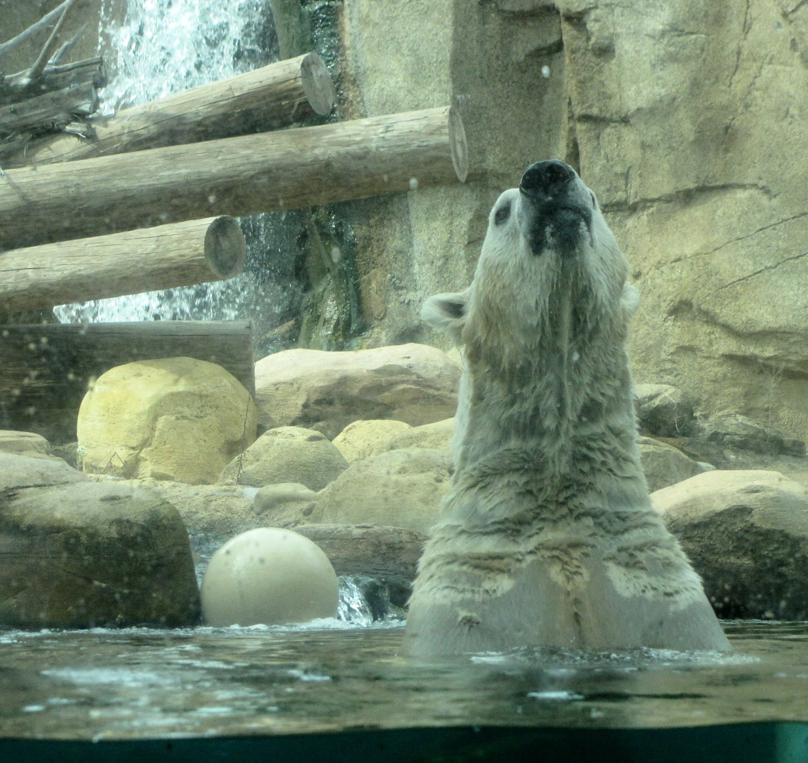 My Polar Bear Friends and Friends of Polar Bears: Payton of the Memphis Zoo